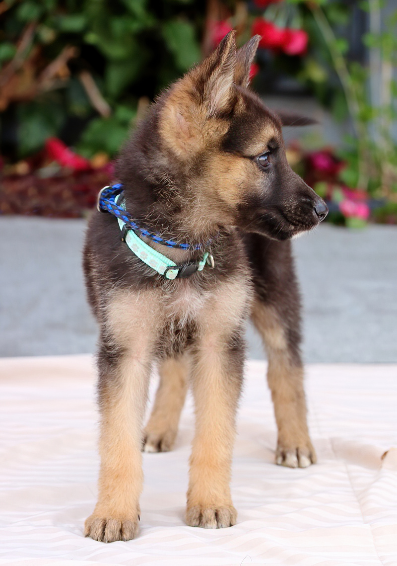 Westside German Shepherd Rescue of Los Angeles